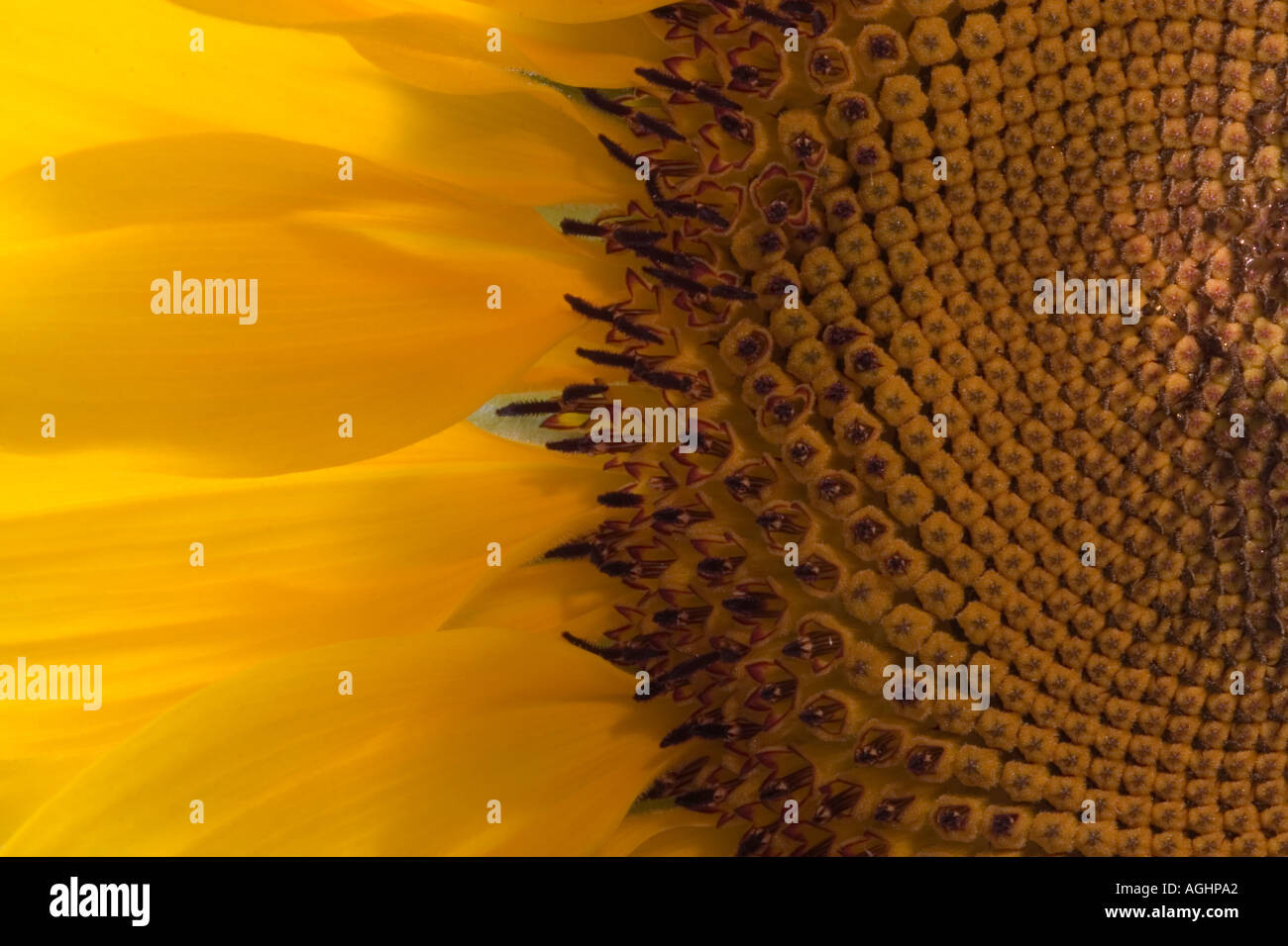 Detail of sunflower 1 Stock Photo - Alamy