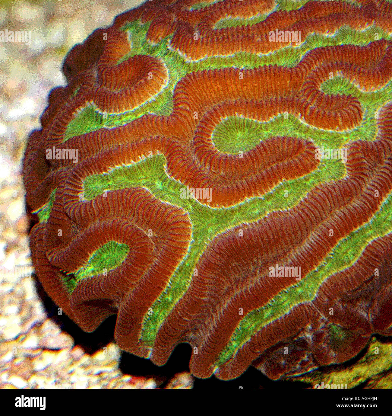 Reef builder hi-res stock photography and images - Alamy