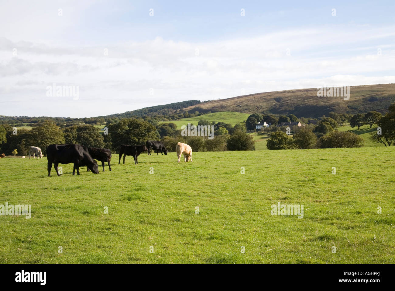 WHITE COPPICE LANCASHIRE UK September Peaceful rural scene as cows ...