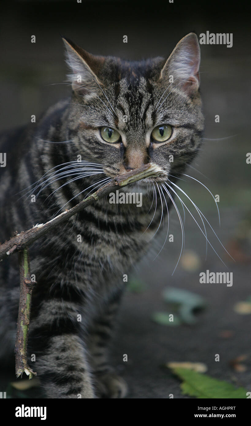 Portrait of a cat Stock Photo - Alamy