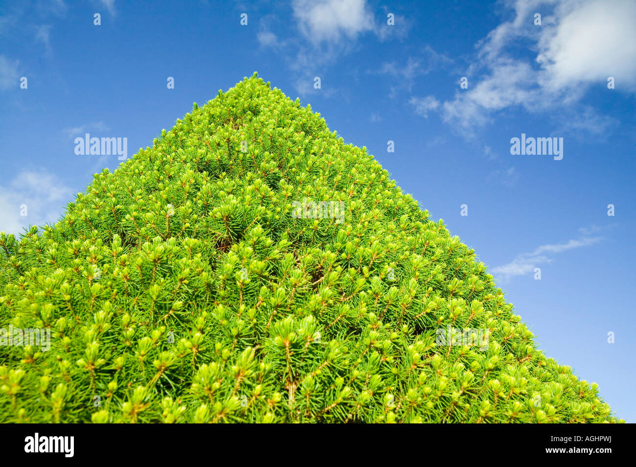 A conifer tree at Holehird Gardens, Windermere, Cumbria, UK Stock Photo ...