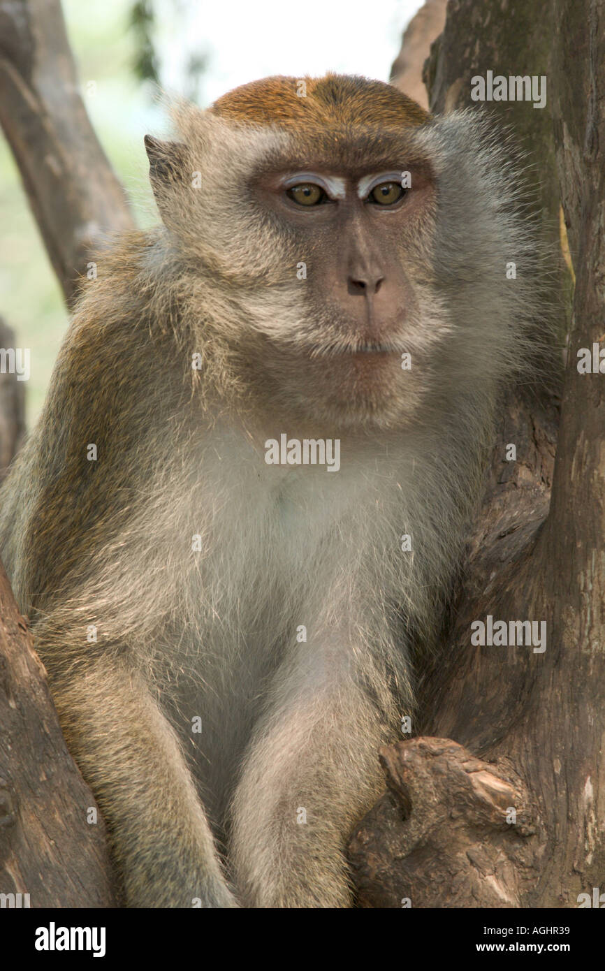 Solemn portrait hi-res stock photography and images - Alamy