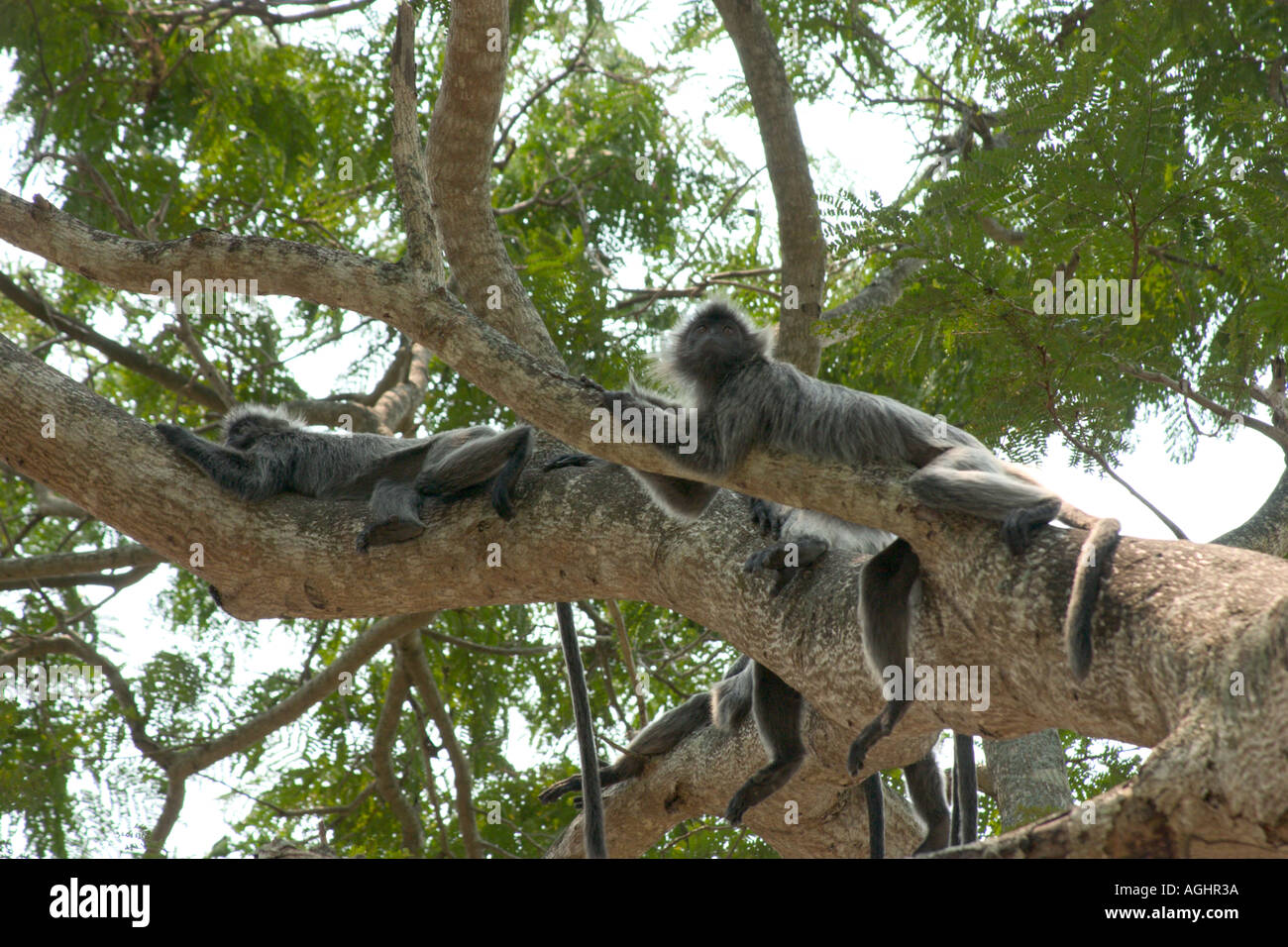 black monkeys lying on tree branches Stock Photo - Alamy
