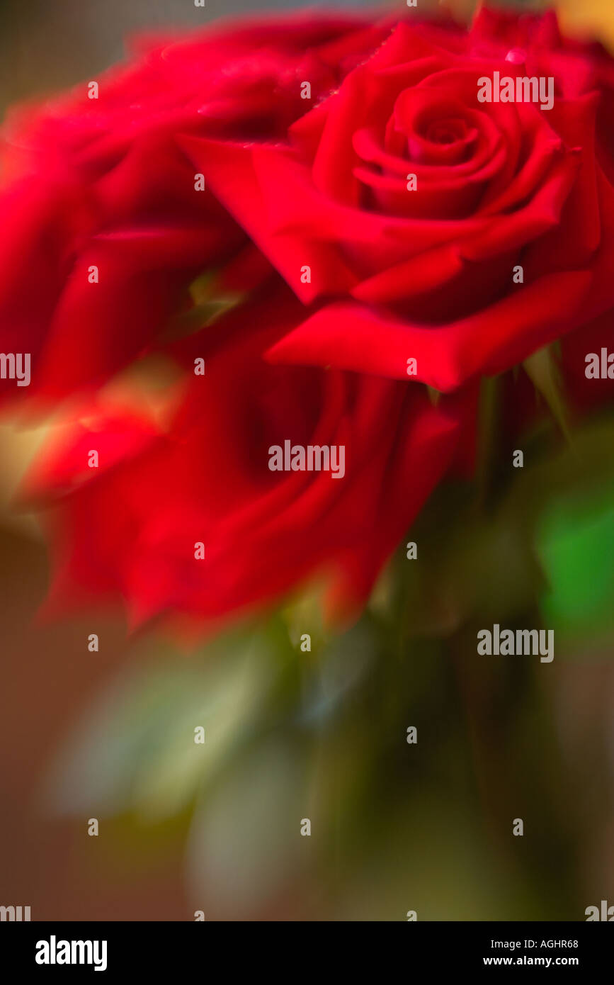 3 dozen roses hi-res stock photography and images - Alamy