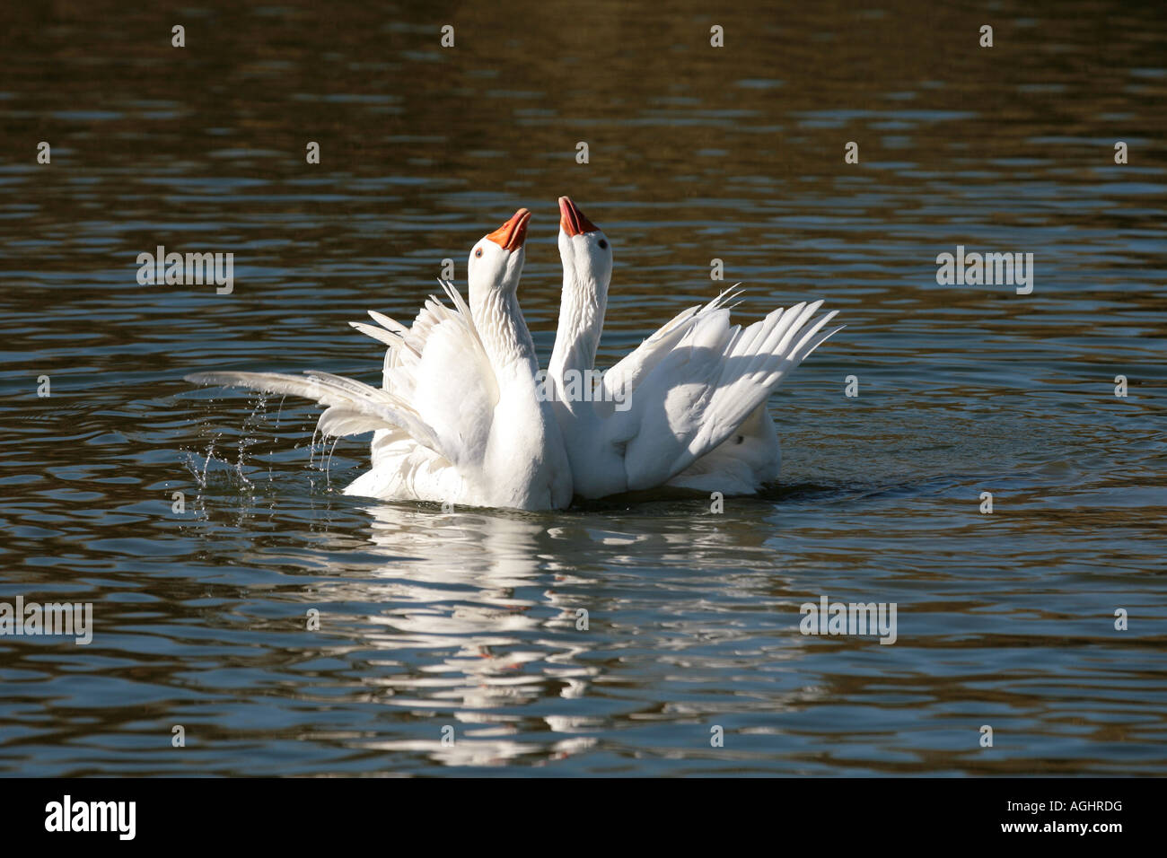 Two white geese in courtship display Stock Photo - Alamy