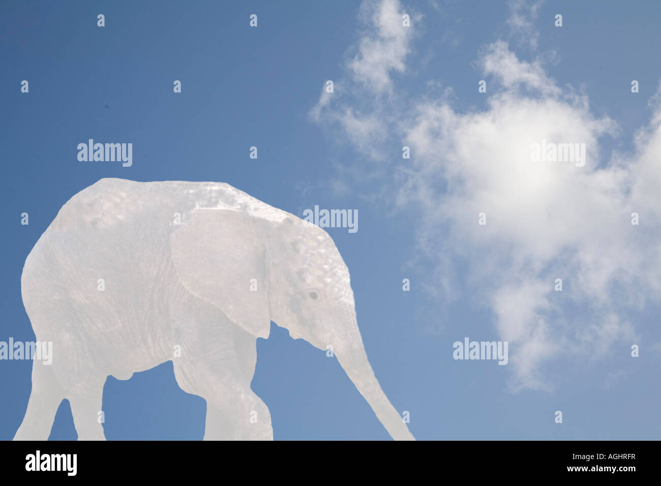 STUDIO White elephant against a blue sky Stock Photo - Alamy