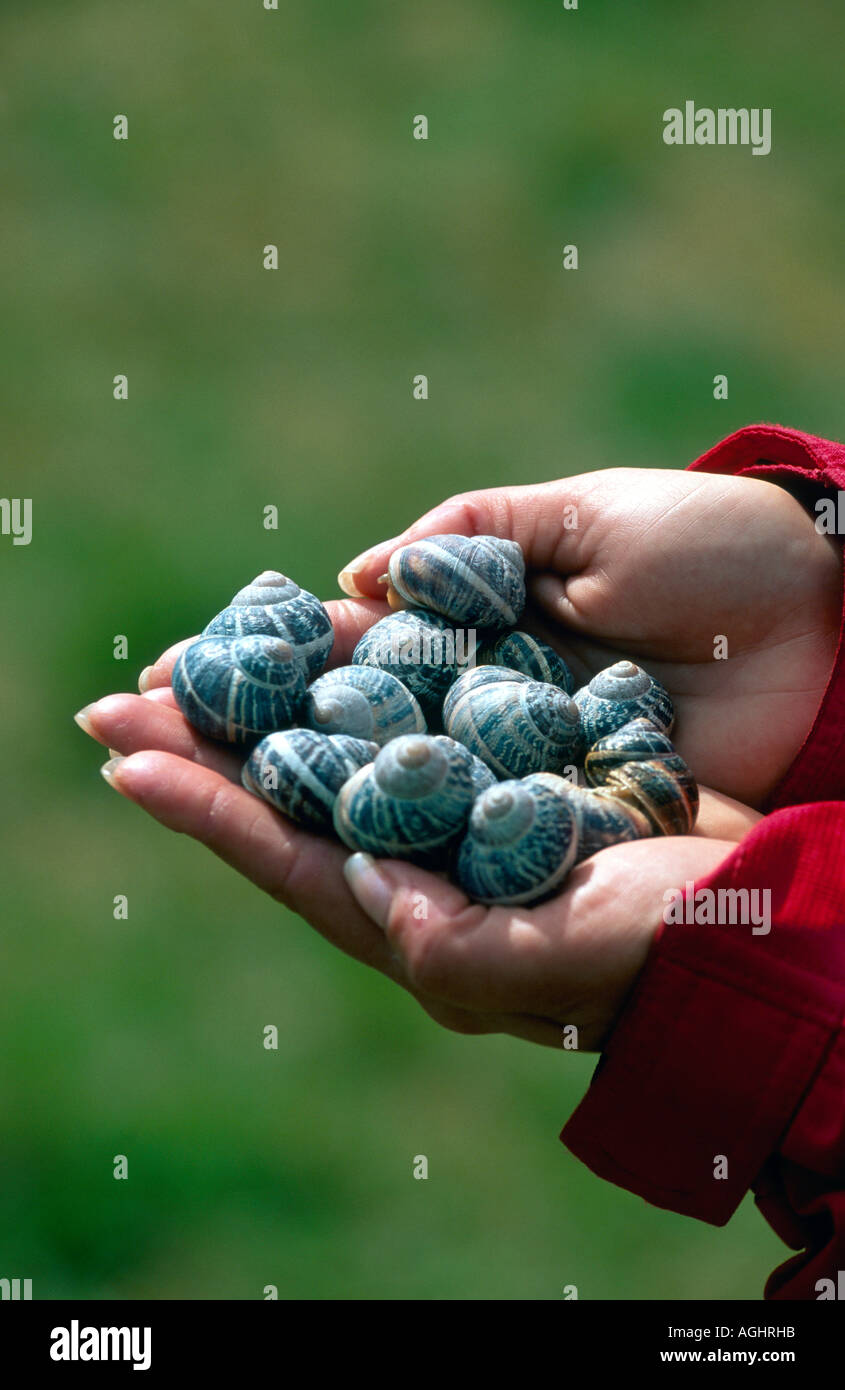 Snail shells hi-res stock photography and images - Alamy