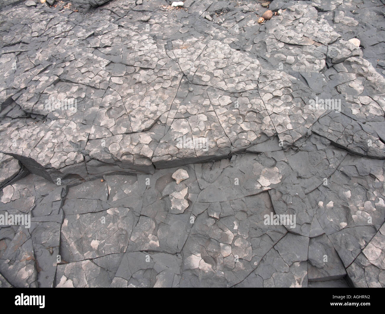 Detail of London Clay wave cut platform Bawdsey, Suffolk Stock Photo ...