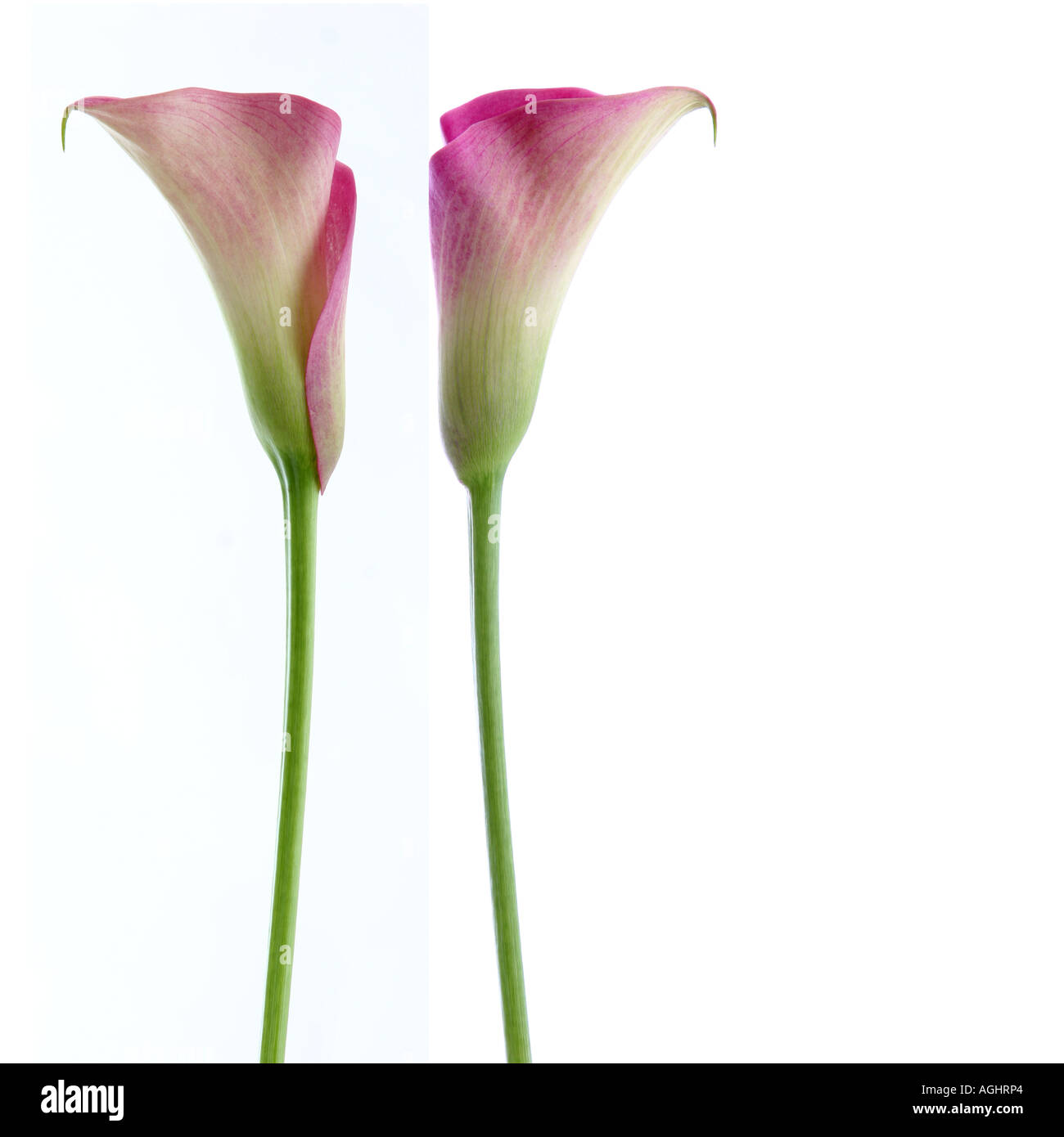 Lily shocking hi-res stock photography and images - Alamy