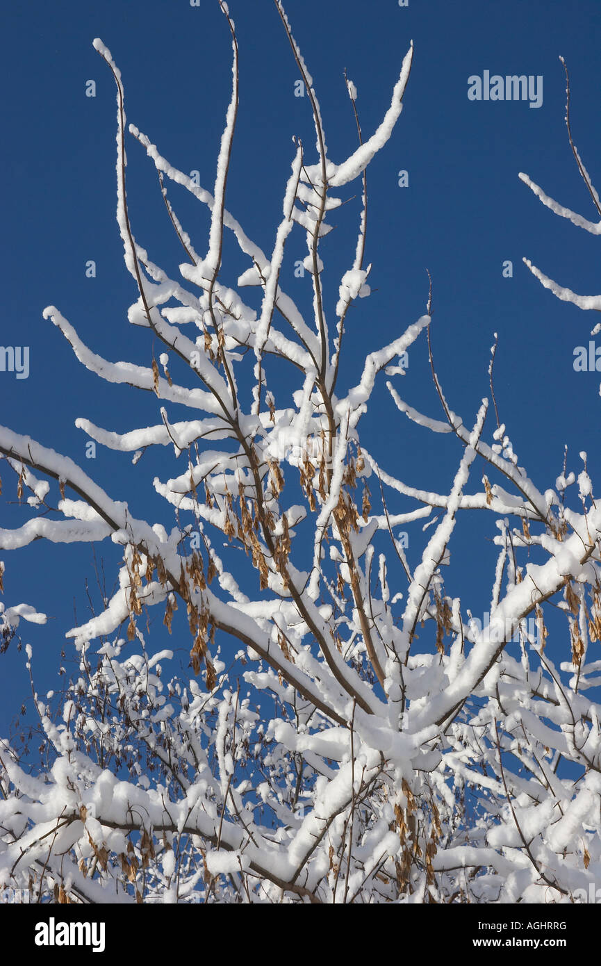 Snow-clad snow-covered forest wood tree and the blue sky nice landscape ...