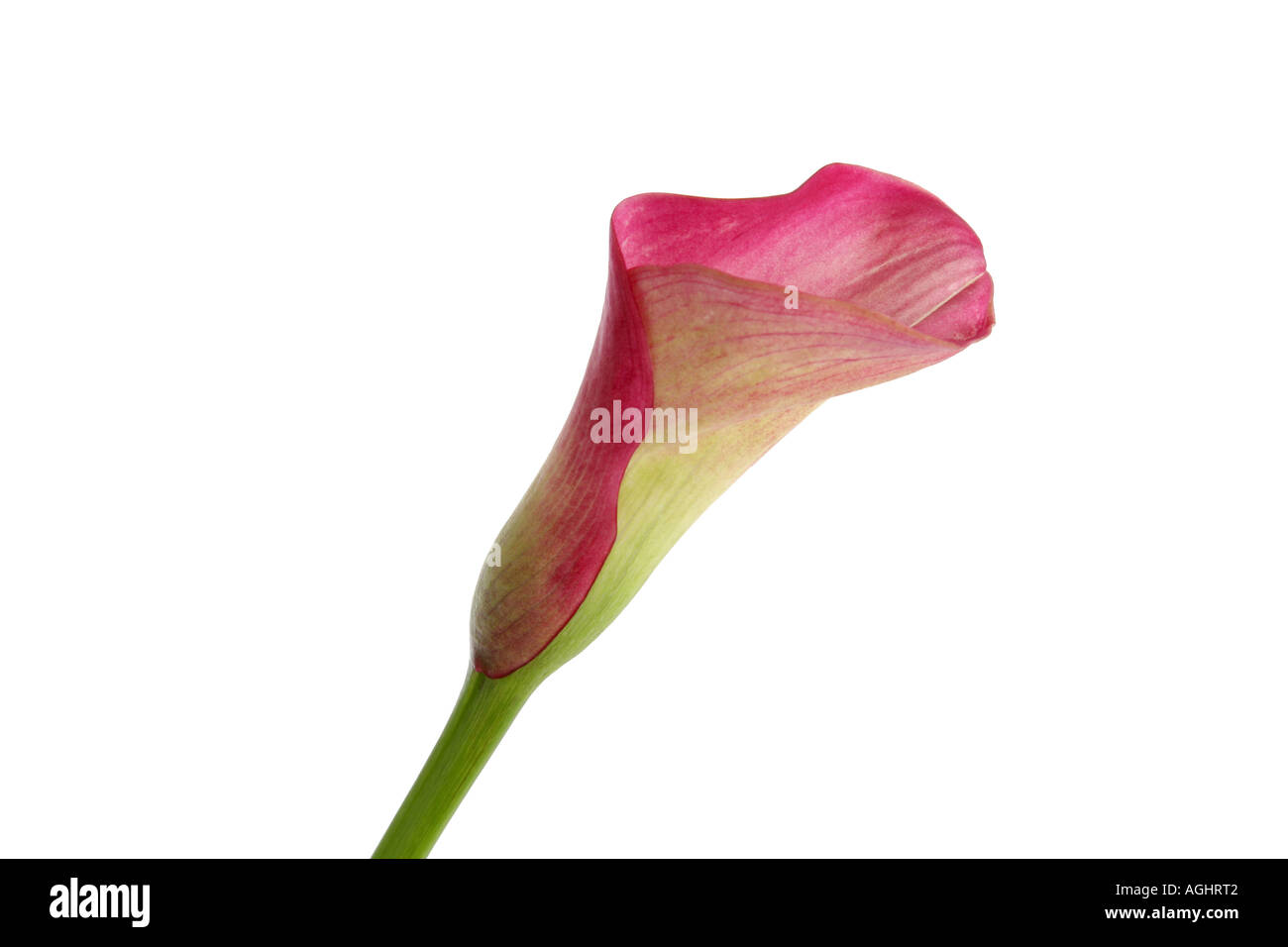 Lily Shocking High Resolution Stock Photography and Images - Alamy