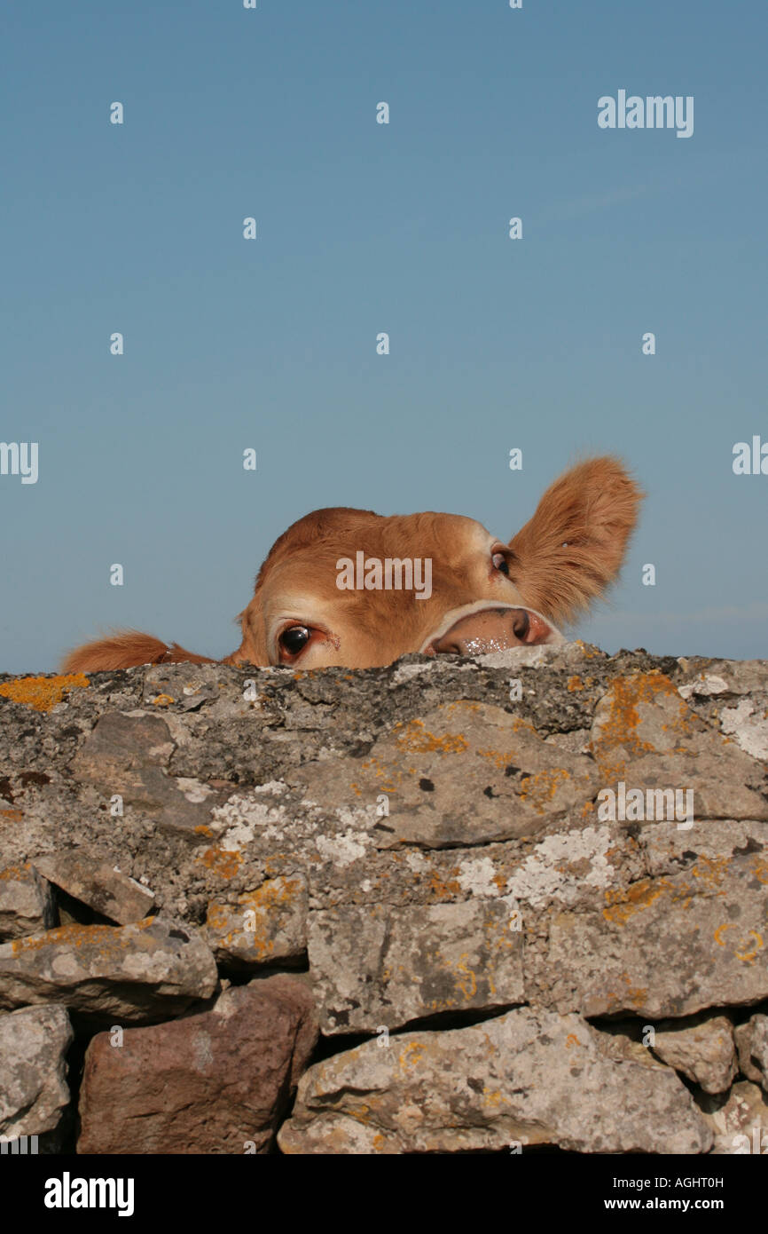 Cow looking over stone wall hi-res stock photography and images - Alamy