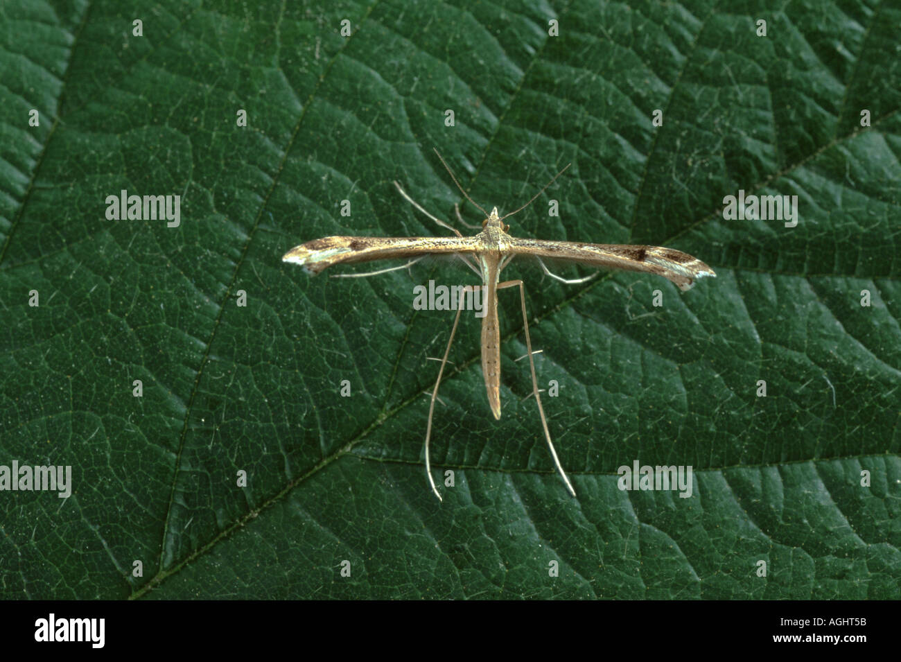 Triangle Plume moth Platyptilia gonodactyla Stock Photo - Alamy