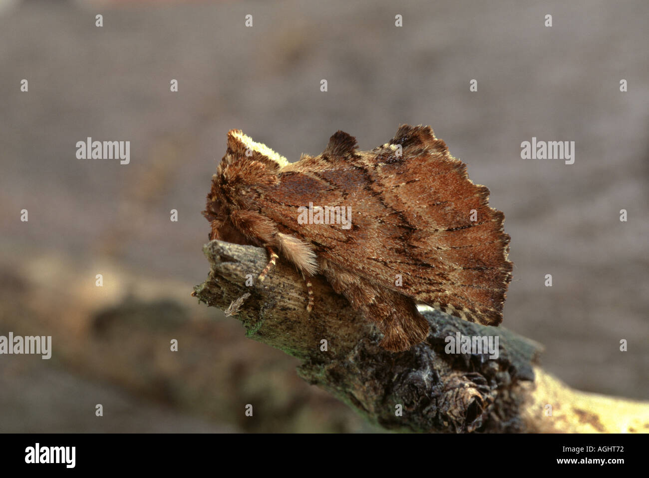 Coxcomb Prominent Ptilodon capucina Stock Photo - Alamy