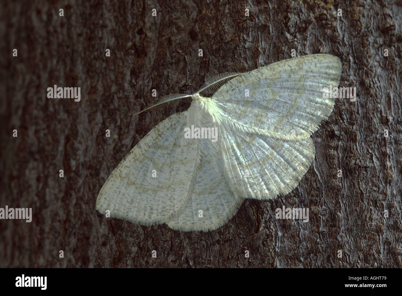 Common White Wave Cabera pusaria Stock Photo - Alamy