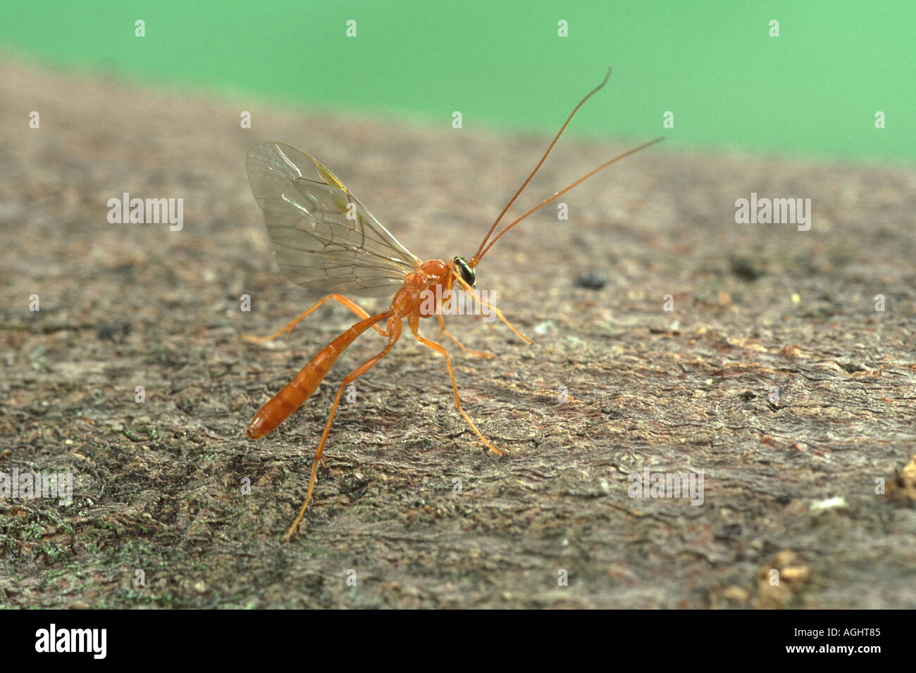 Yellow Ophion Ophion luteus Stock Photo - Alamy