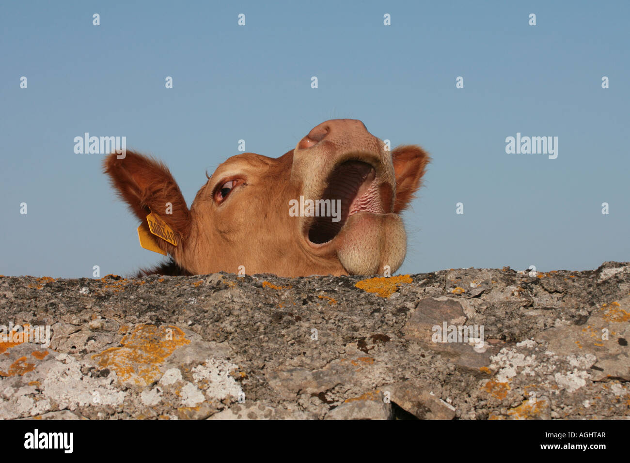 Cow looking over stone wall hi-res stock photography and images - Alamy