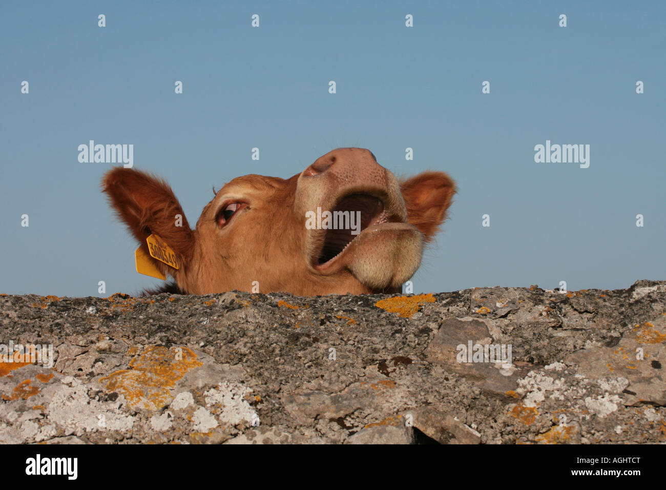 Cow looking over stone wall hi-res stock photography and images - Alamy