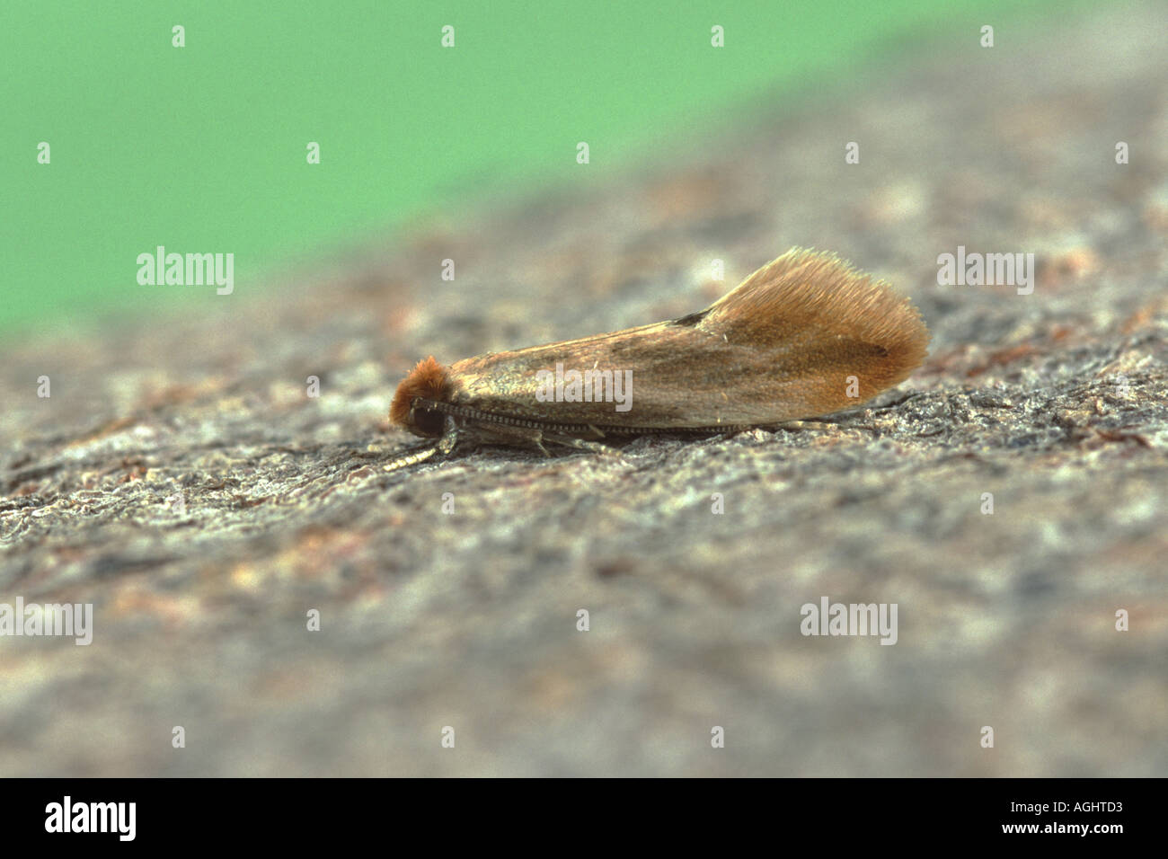 moth Tinea semifulvella Stock Photo - Alamy