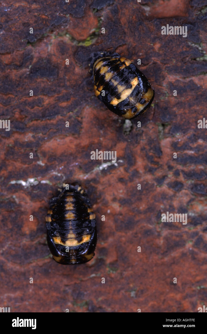 Seven 7 Spot Ladybird Coccinella 7 punctata pupa Stock Photo - Alamy