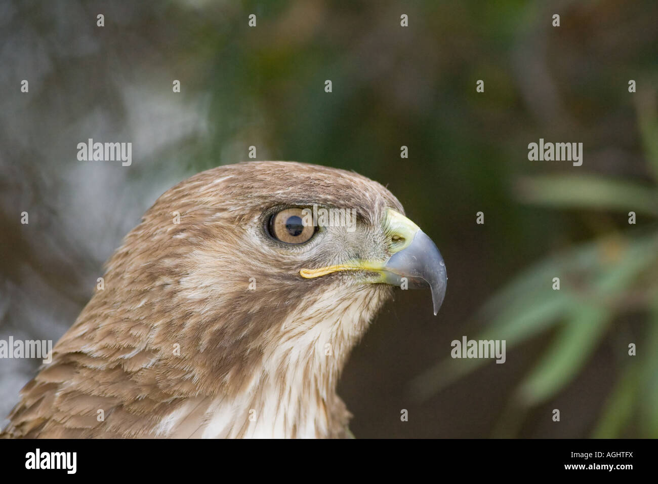 Red Tail Hawk portrait Stock Photo - Alamy