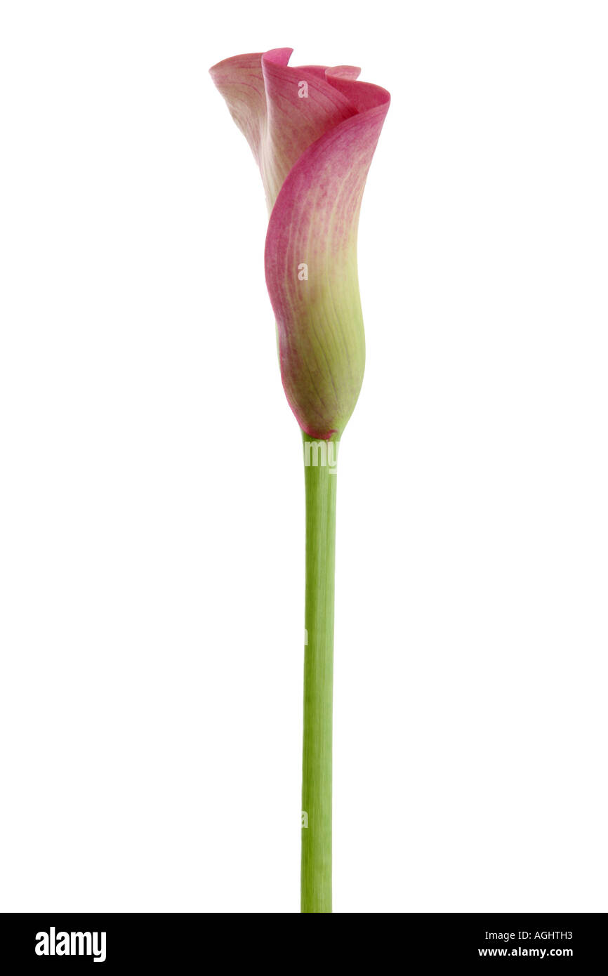 Lily Shocking High Resolution Stock Photography and Images - Alamy