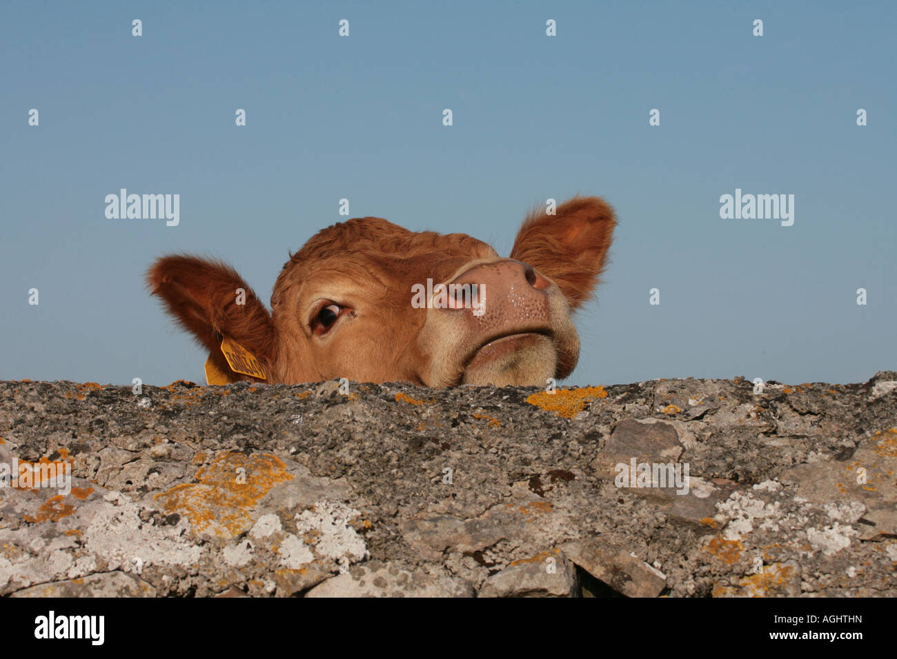 Cow looking over stone wall hi-res stock photography and images - Alamy