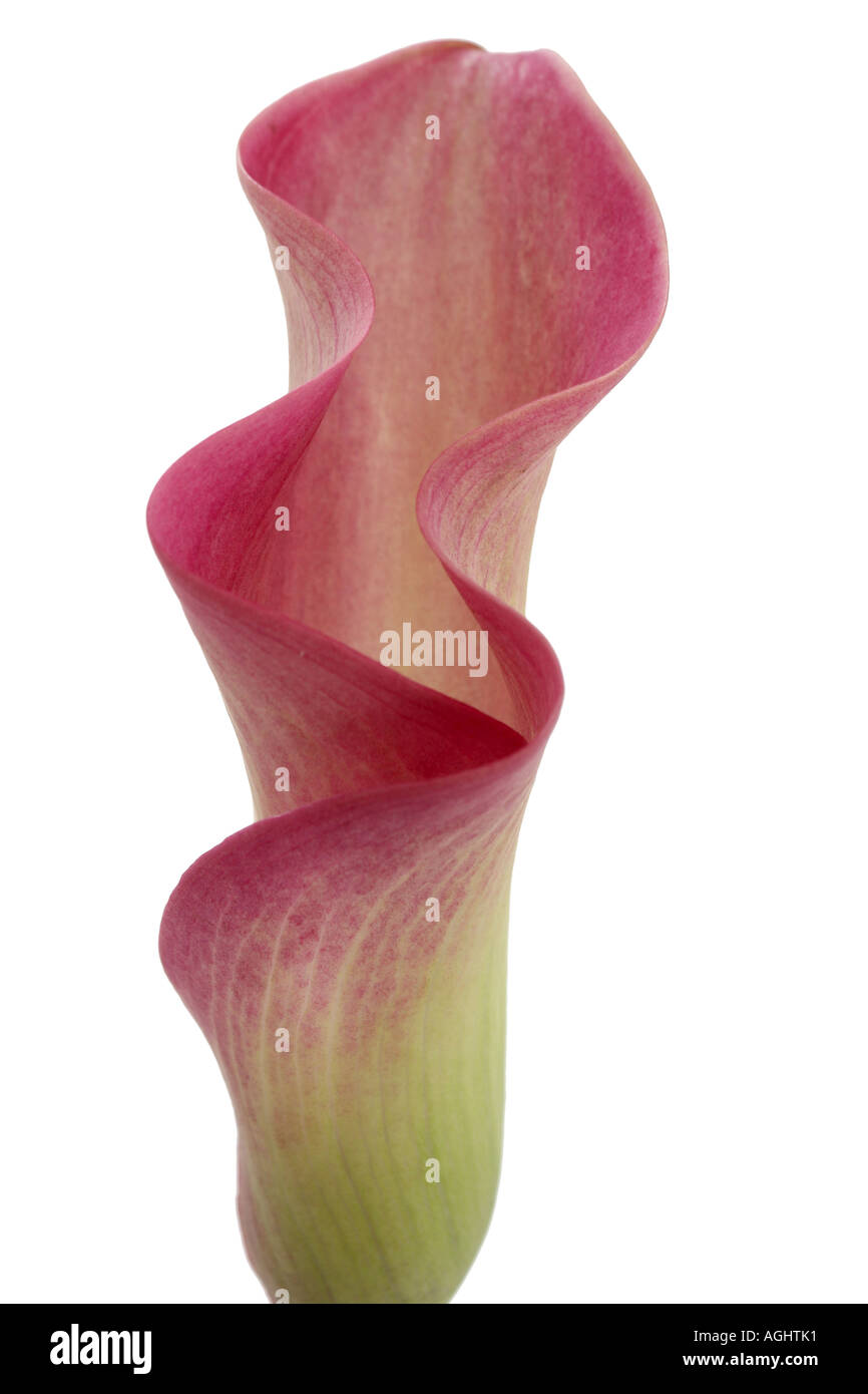 Lily shocking hi-res stock photography and images - Alamy