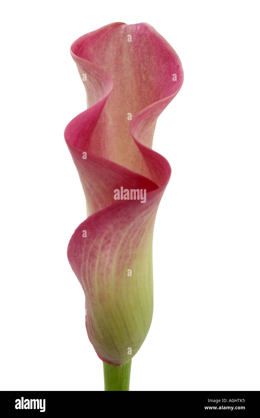 CALLA LILY ZANTEDESCHIA Stock Photo - Alamy