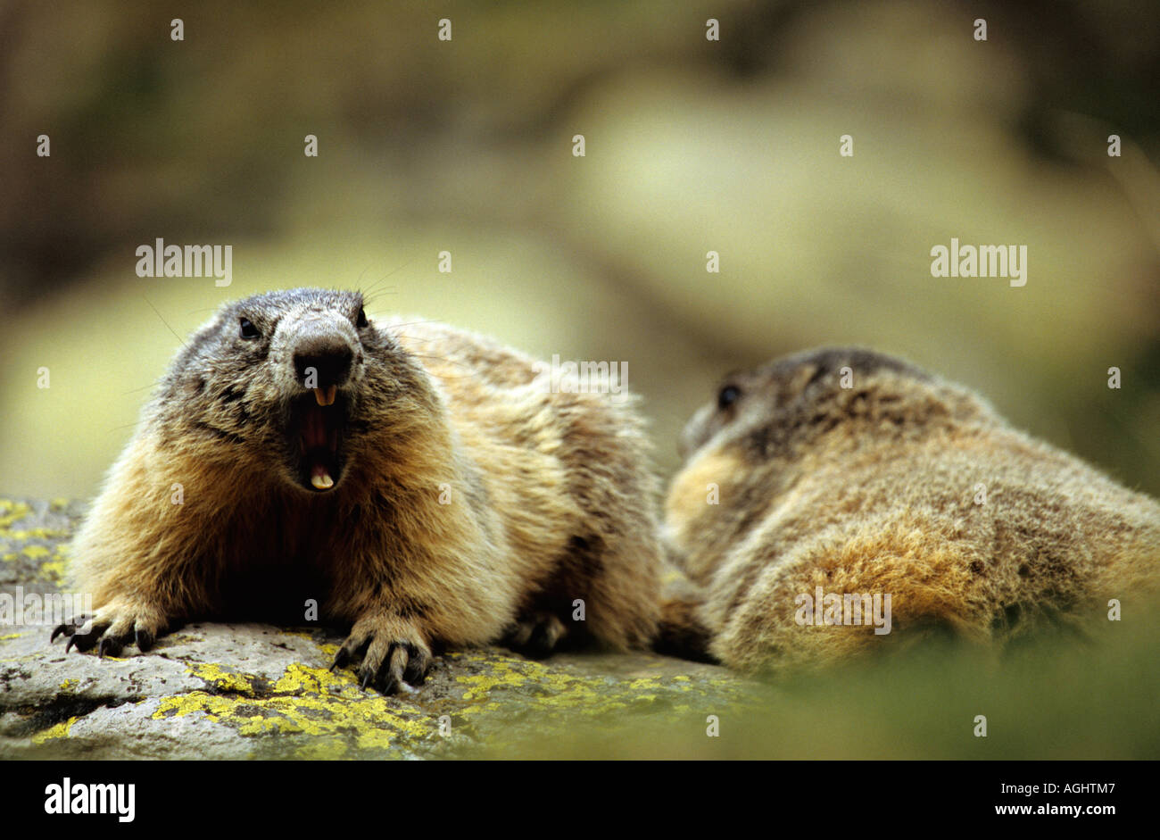 Alpine marmot Marmota marmota Stock Photo - Alamy