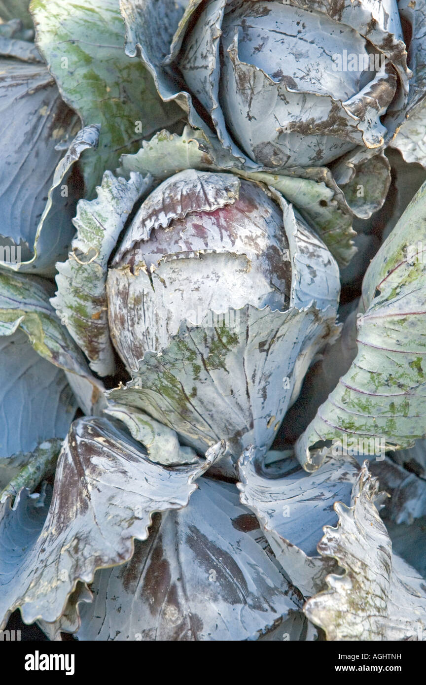 January king cabbages hi-res stock photography and images - Alamy