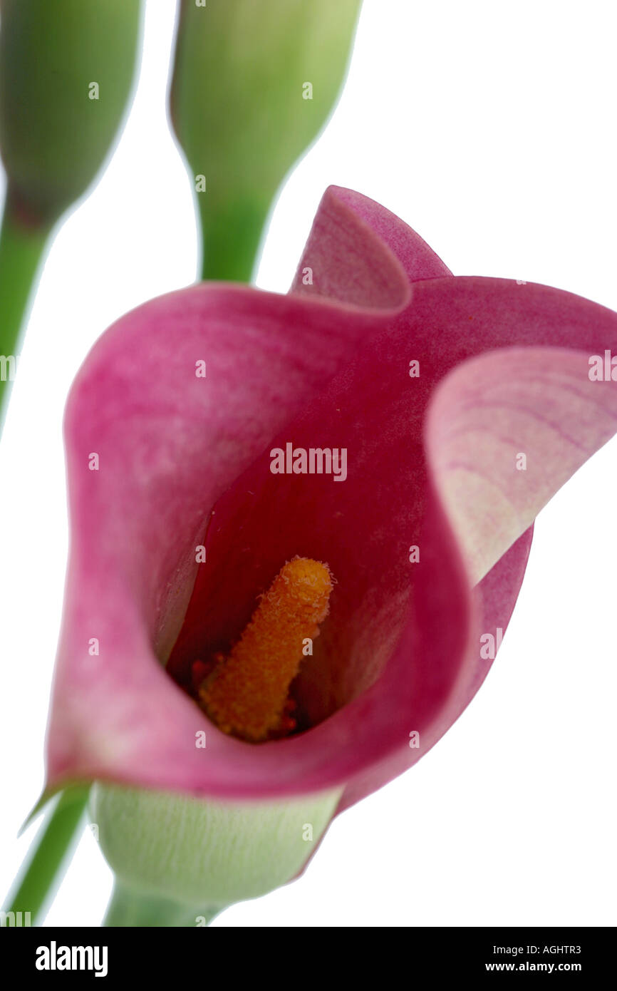 Lily Shocking High Resolution Stock Photography and Images - Alamy