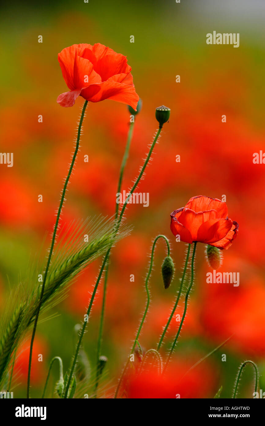 Flower of Poppy Stock Photo - Alamy