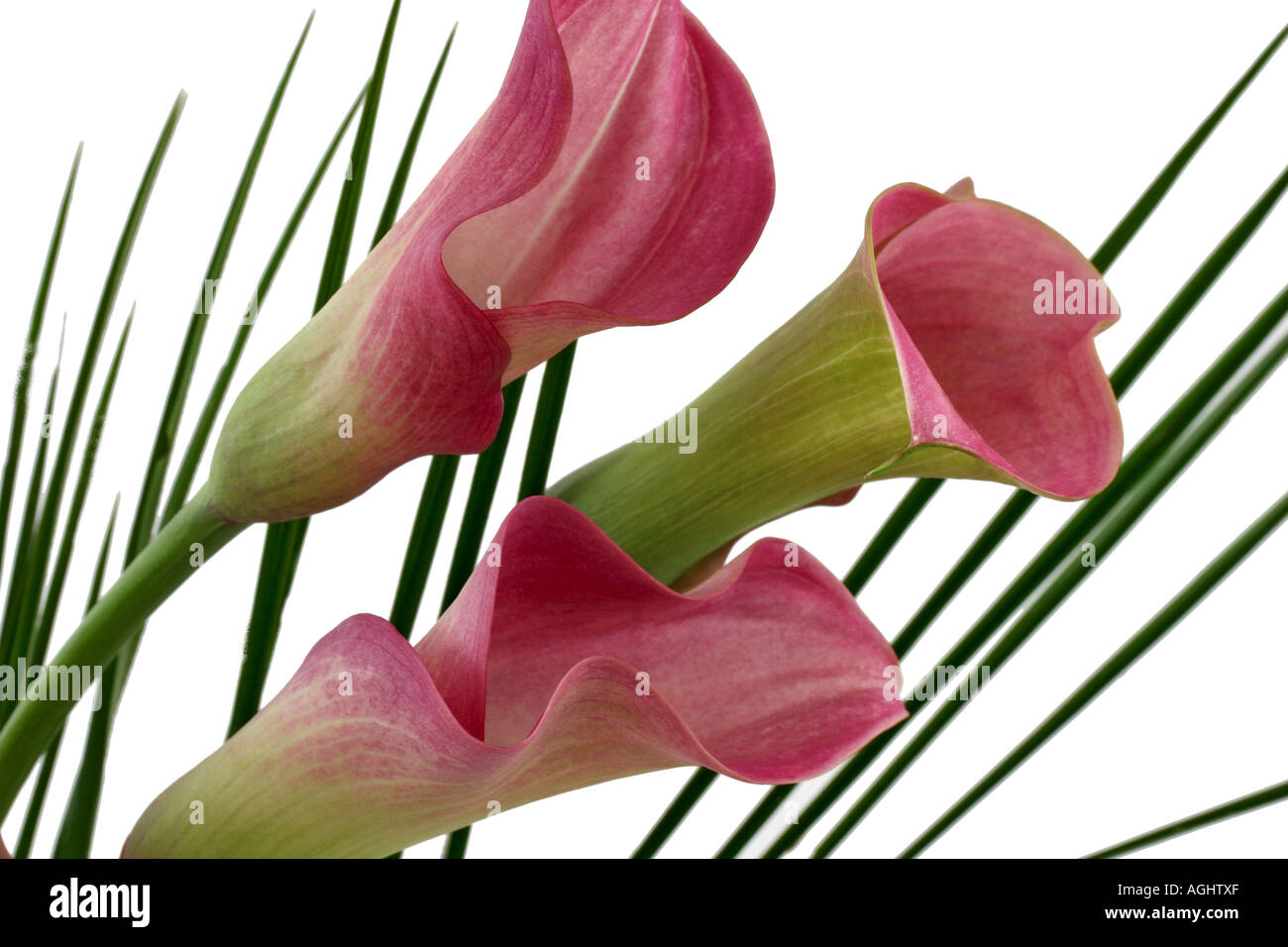 Lily shocking hi-res stock photography and images - Alamy