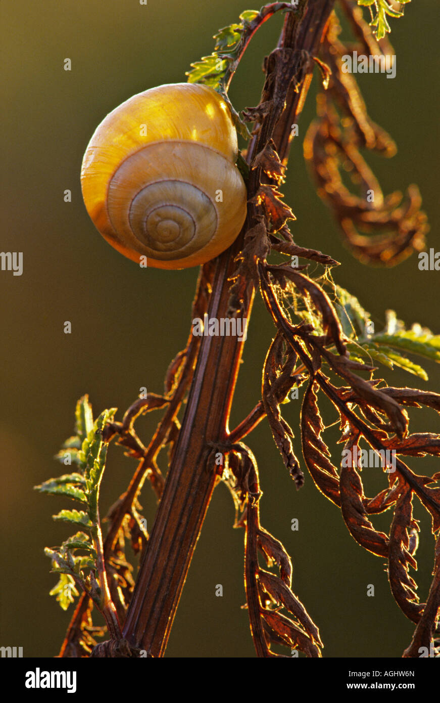 Golden ratio snail hi-res stock photography and images - Alamy