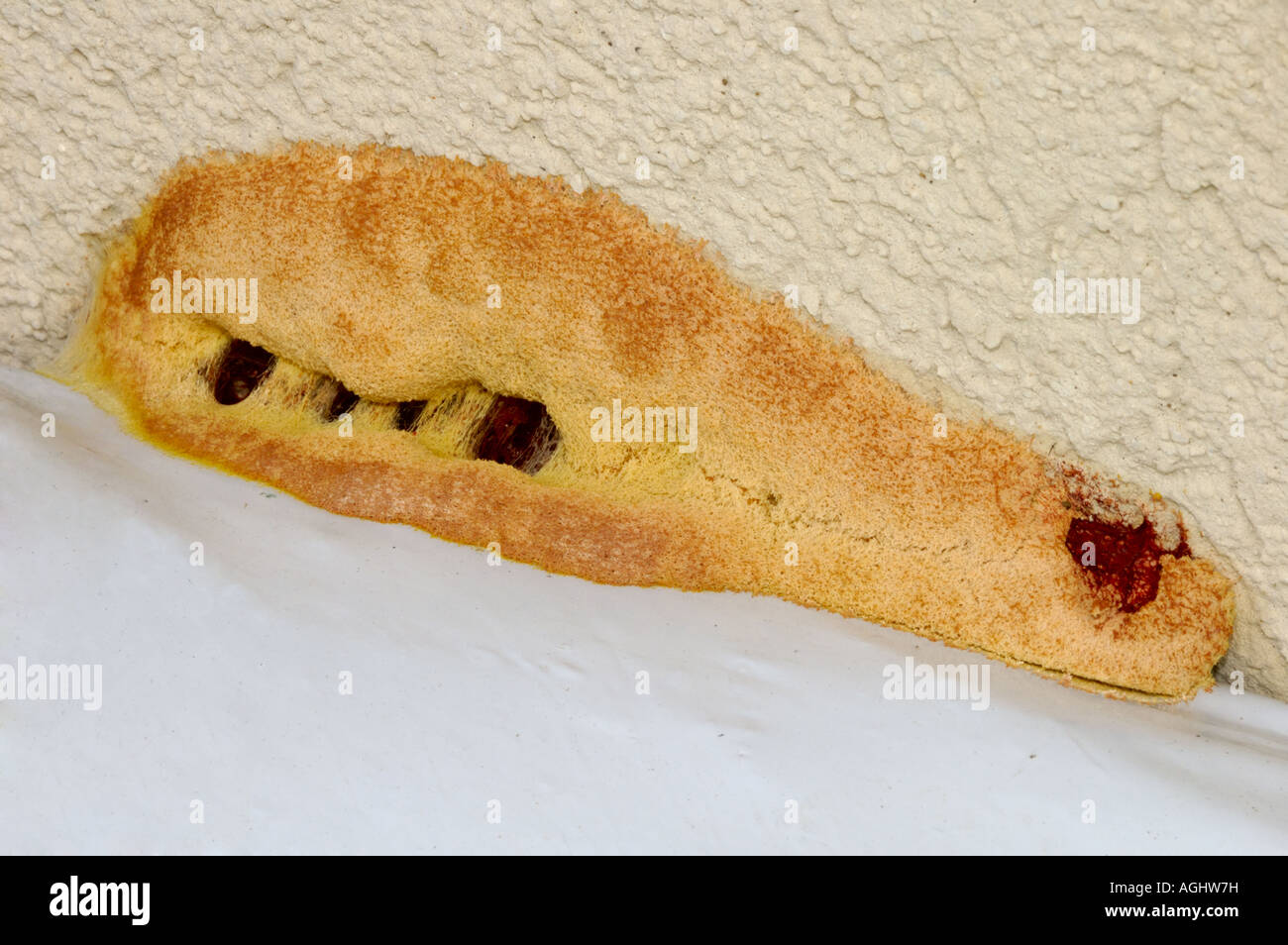 Dogs Vomit Slime Mould (Fuligo septica Stock Photo - Alamy