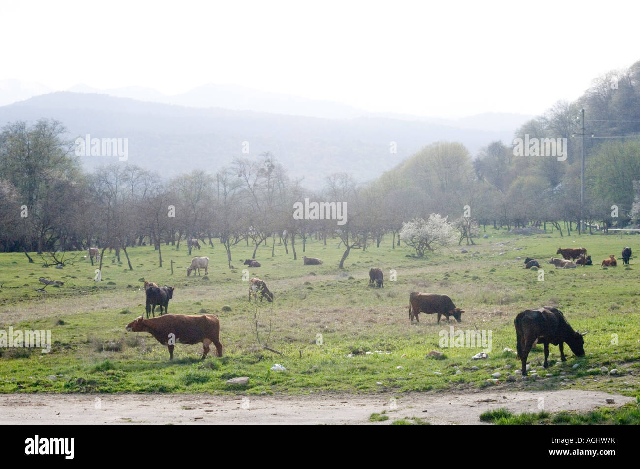 Cattle graze in a rural area in the North Caucasus region of ...