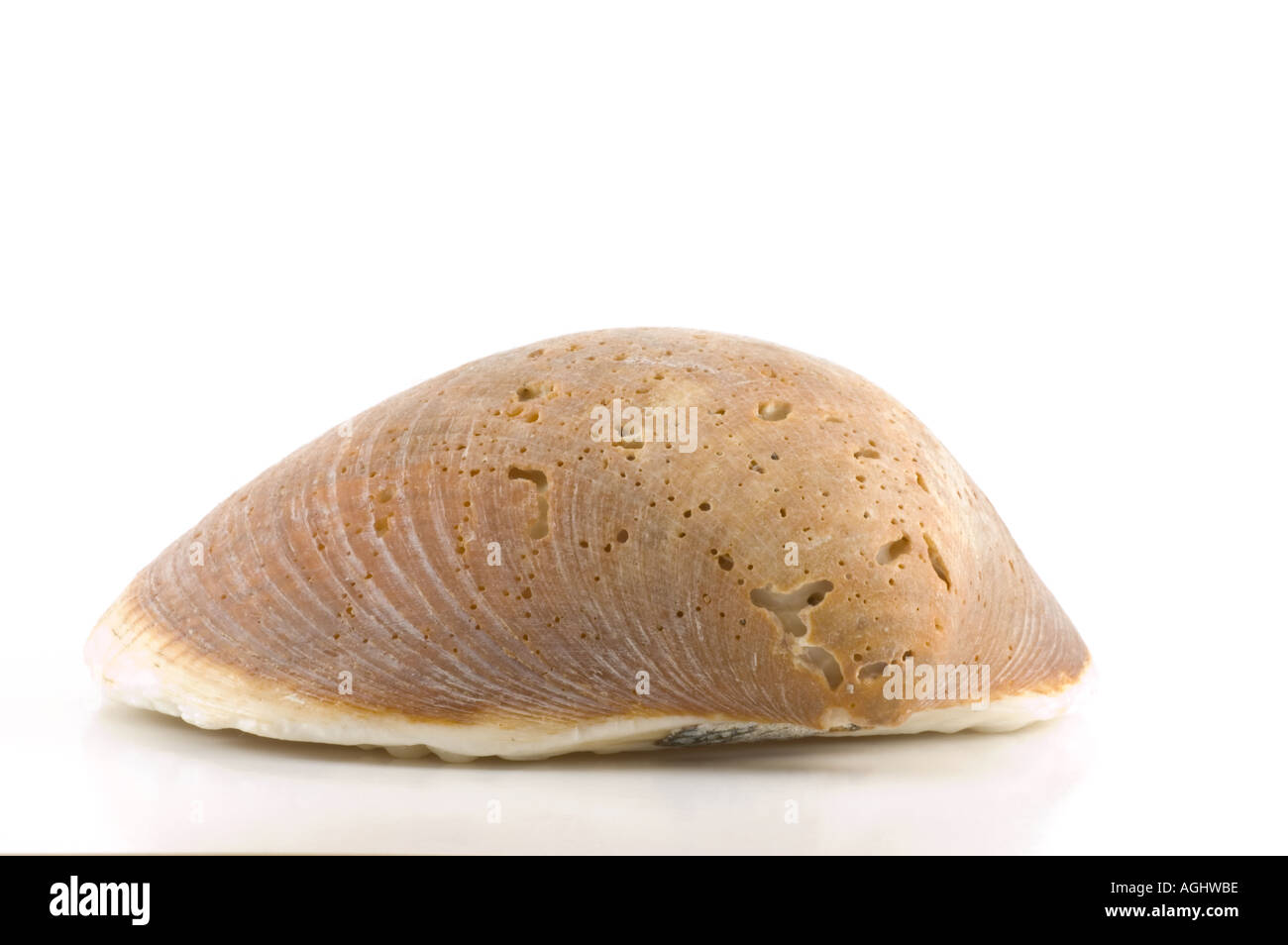Single seashell against a white background Stock Photo - Alamy