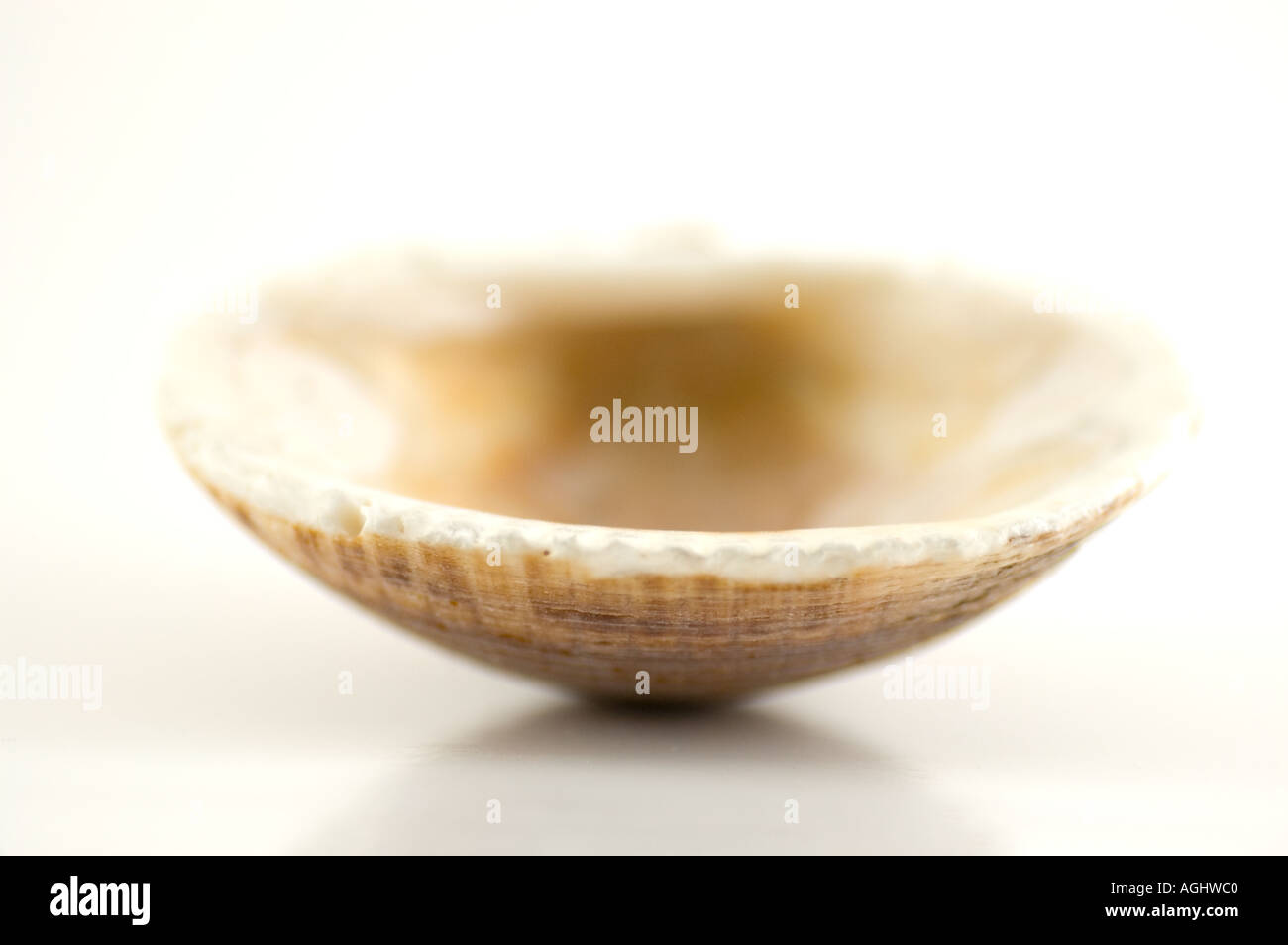 Single seashell upside down against a white background Stock Photo - Alamy