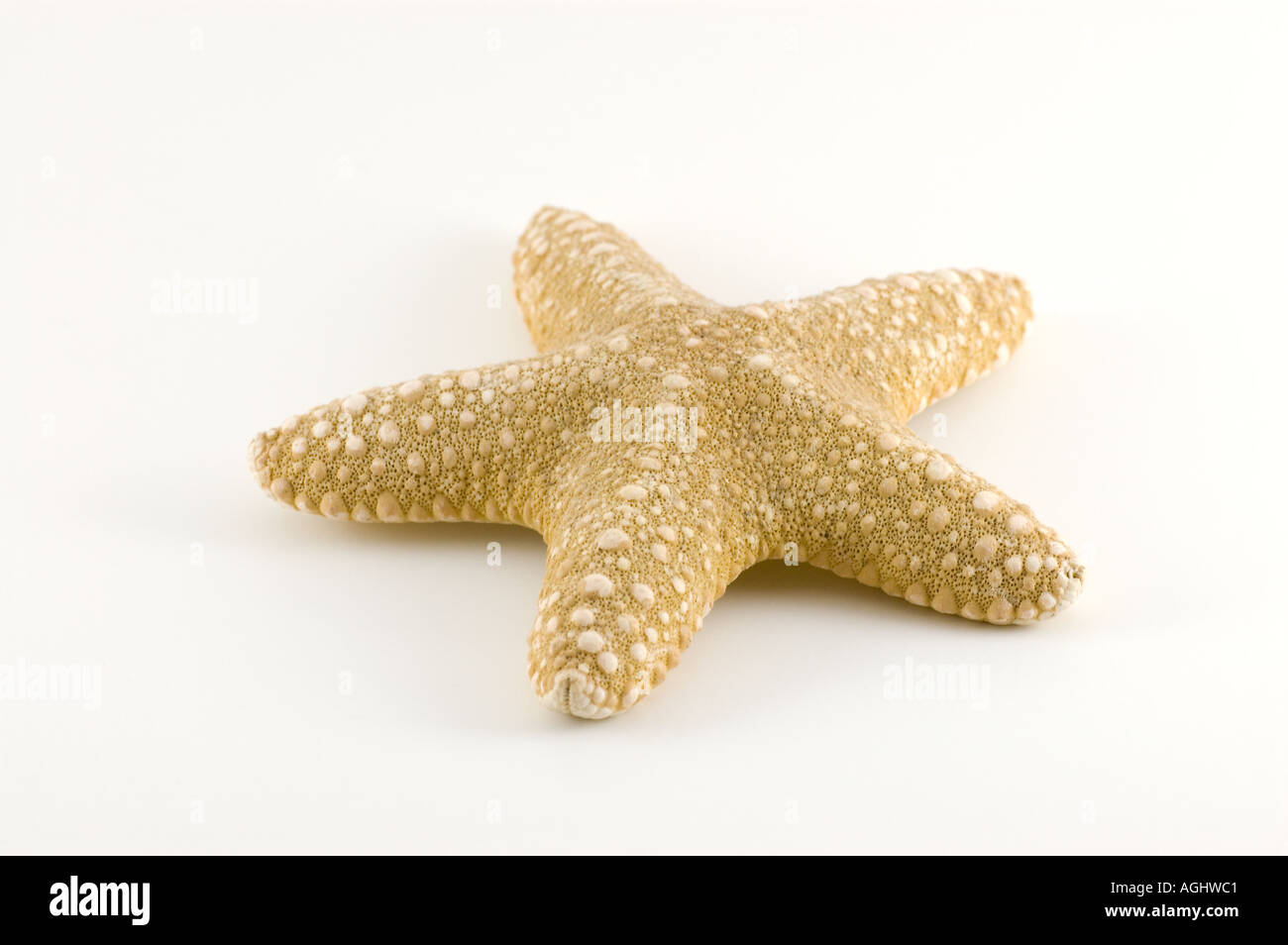 Uk starfish white background hi-res stock photography and images - Alamy