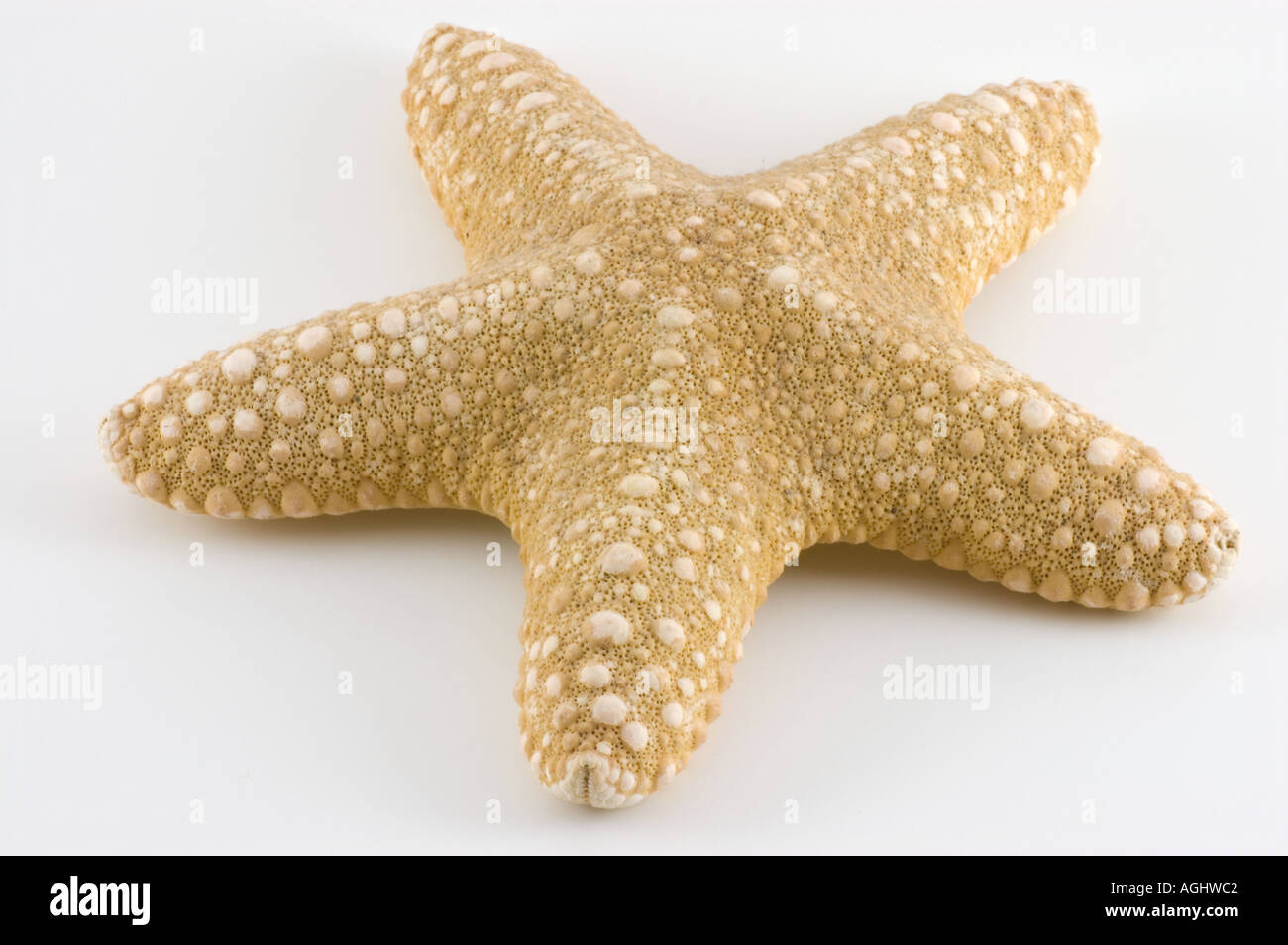 Starfish against a white background Stock Photo - Alamy