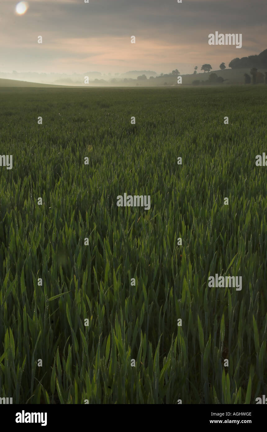 Farmland near Frithsden Stock Photo - Alamy