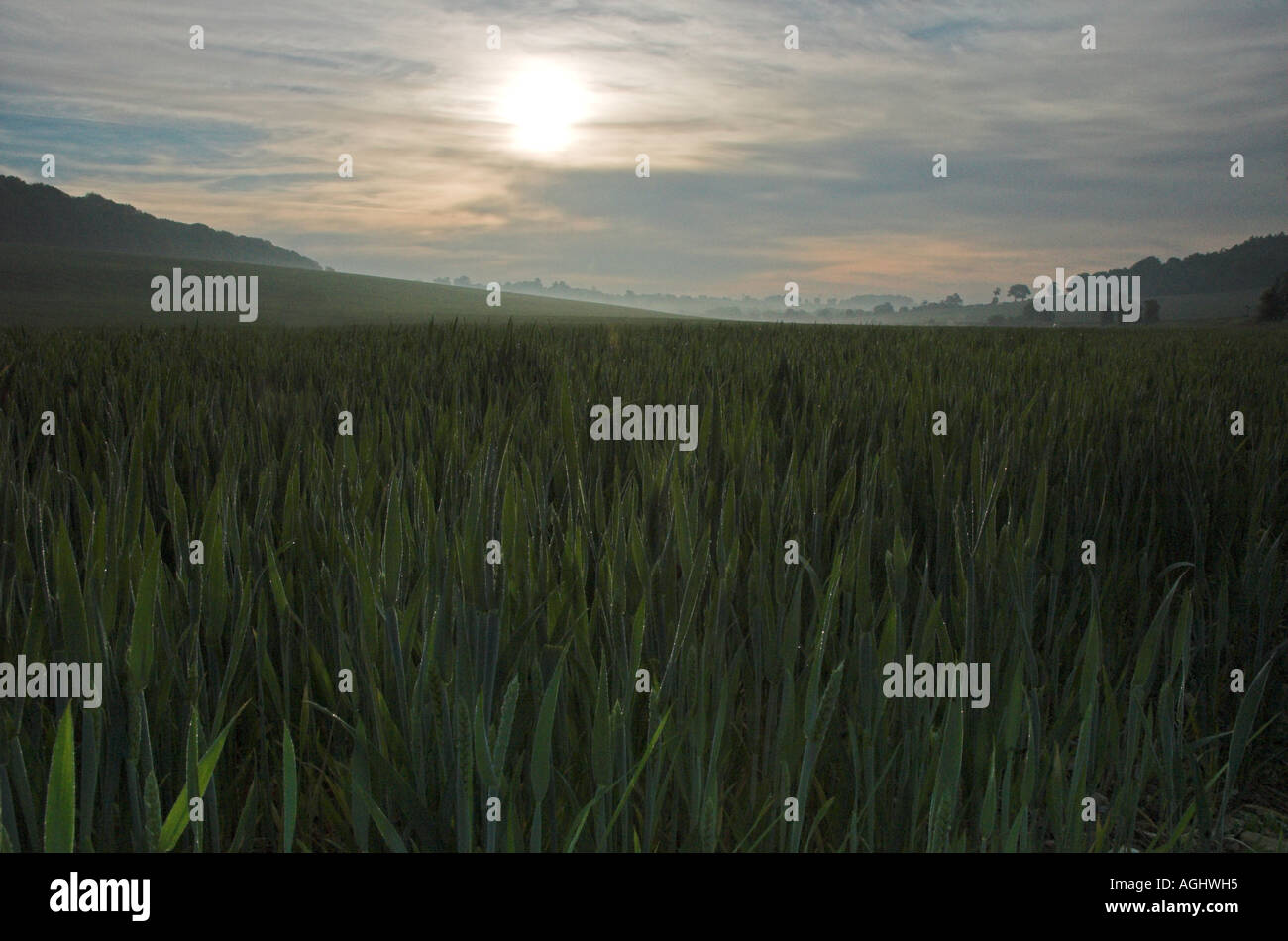 Farmland near Frithsden Stock Photo - Alamy