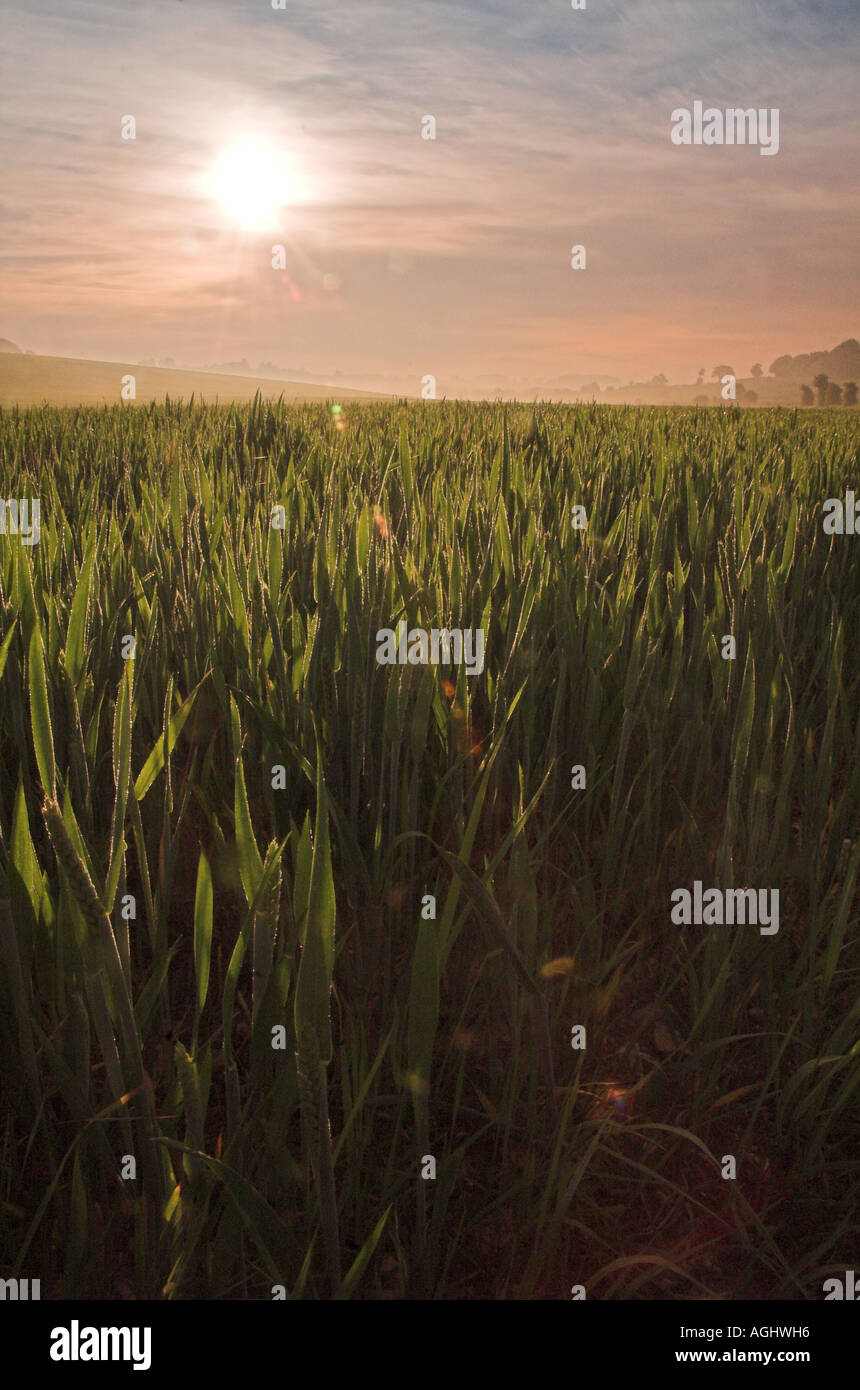Frithsden hi-res stock photography and images - Alamy