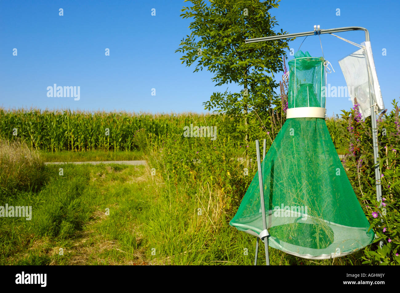 European Corn Borer trap Stock Photo - Alamy