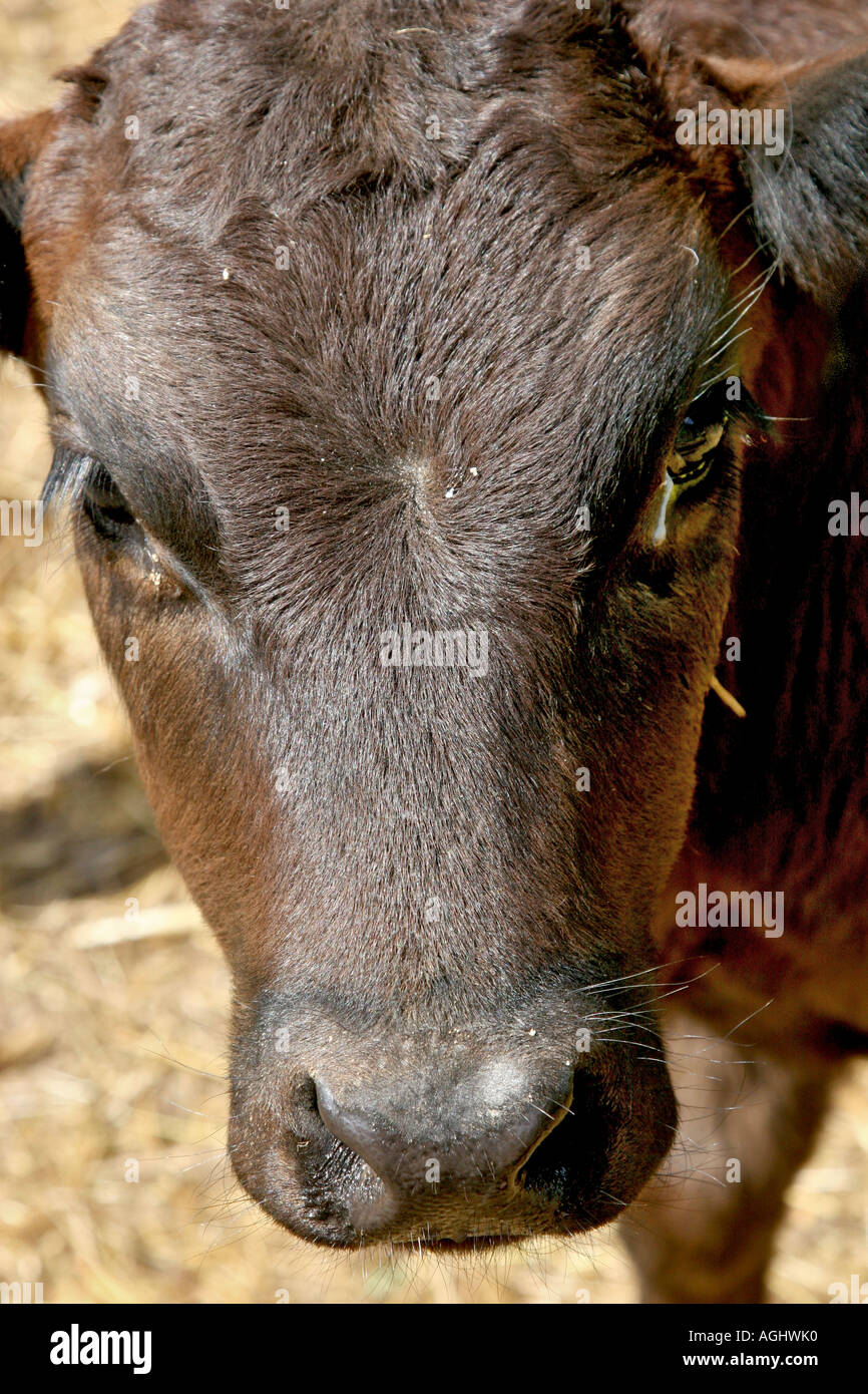 Cow with an infected eye Stock Photo - Alamy