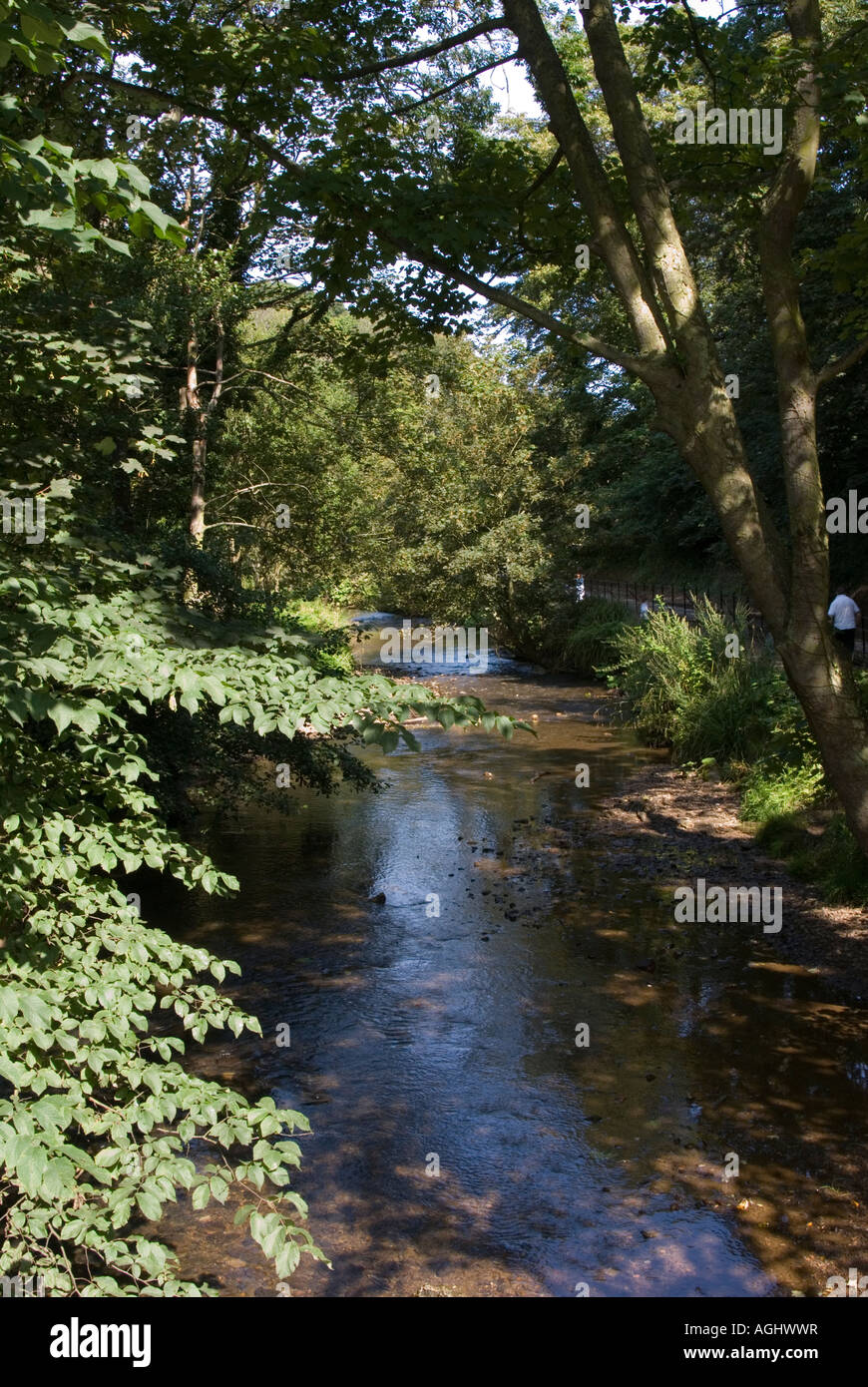 Wooded stream hi-res stock photography and images - Alamy