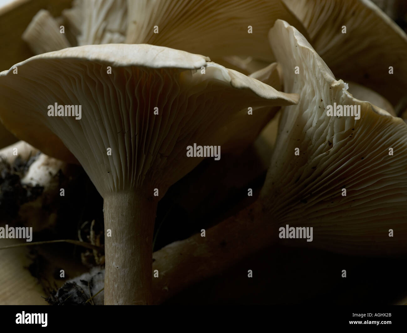 Wooden toadstools hi-res stock photography and images - Alamy