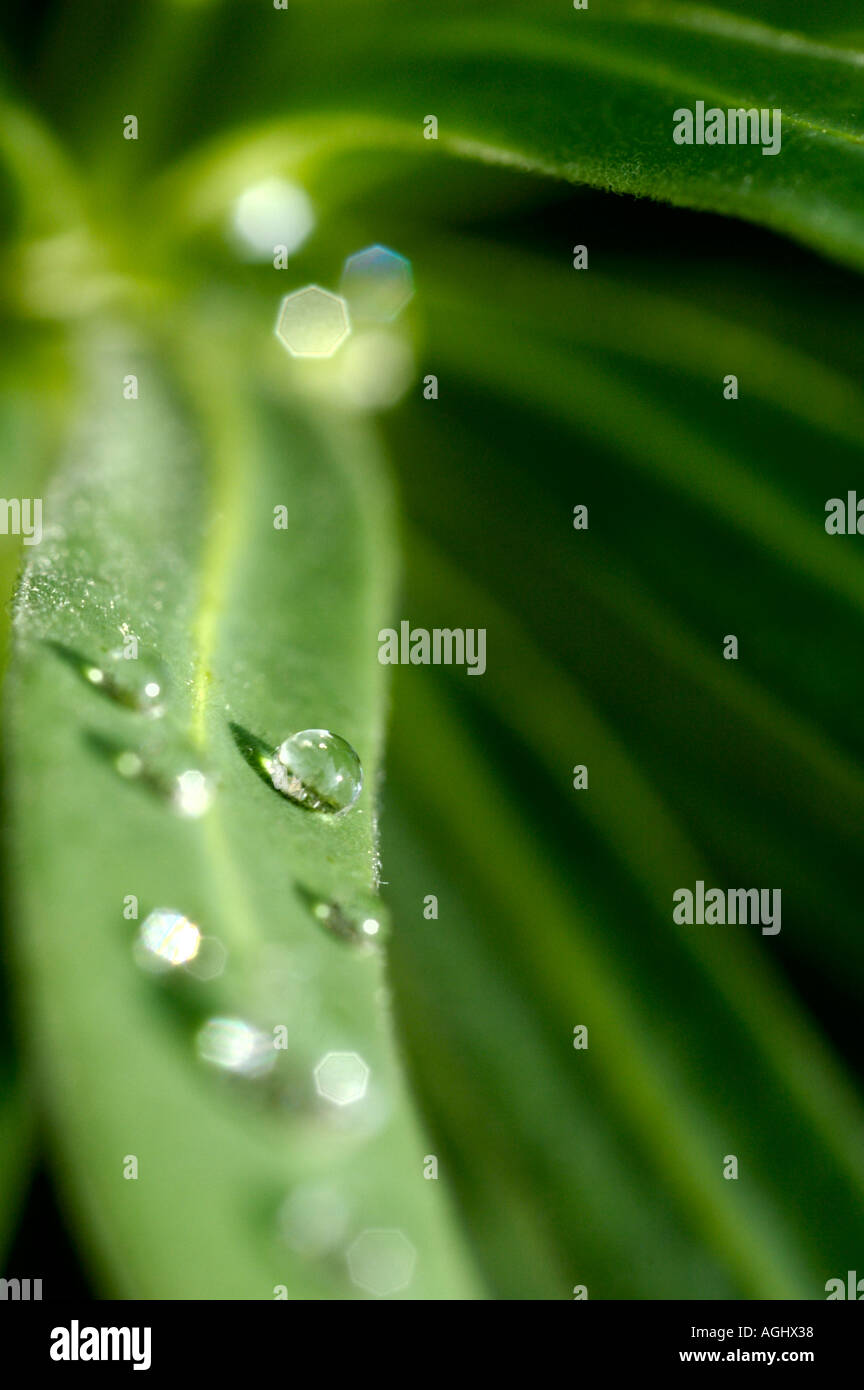 Rolling dew drops hi-res stock photography and images - Alamy