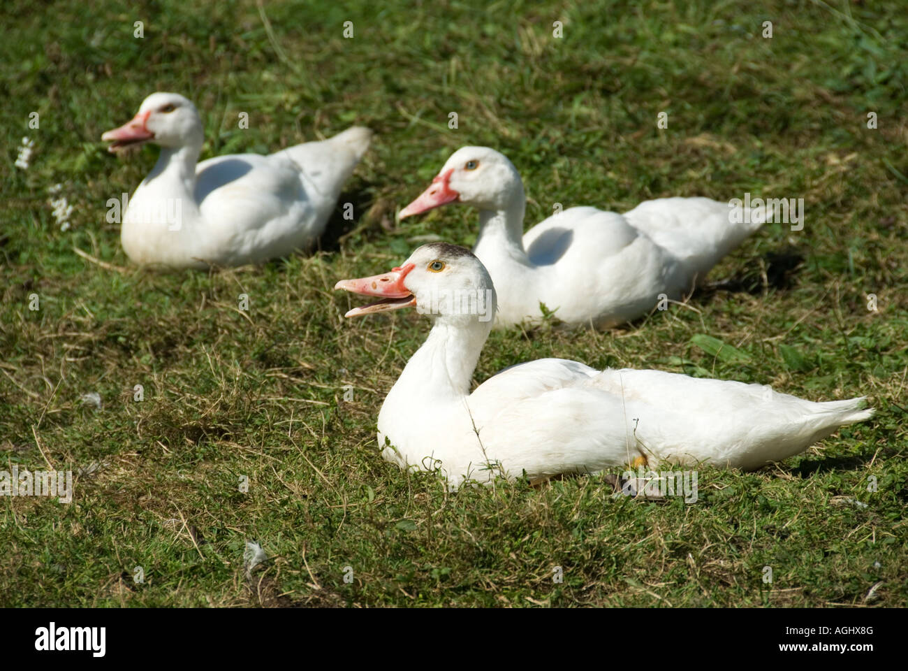 Image of three ducks all lying down facing the same way Stock Photo - Alamy